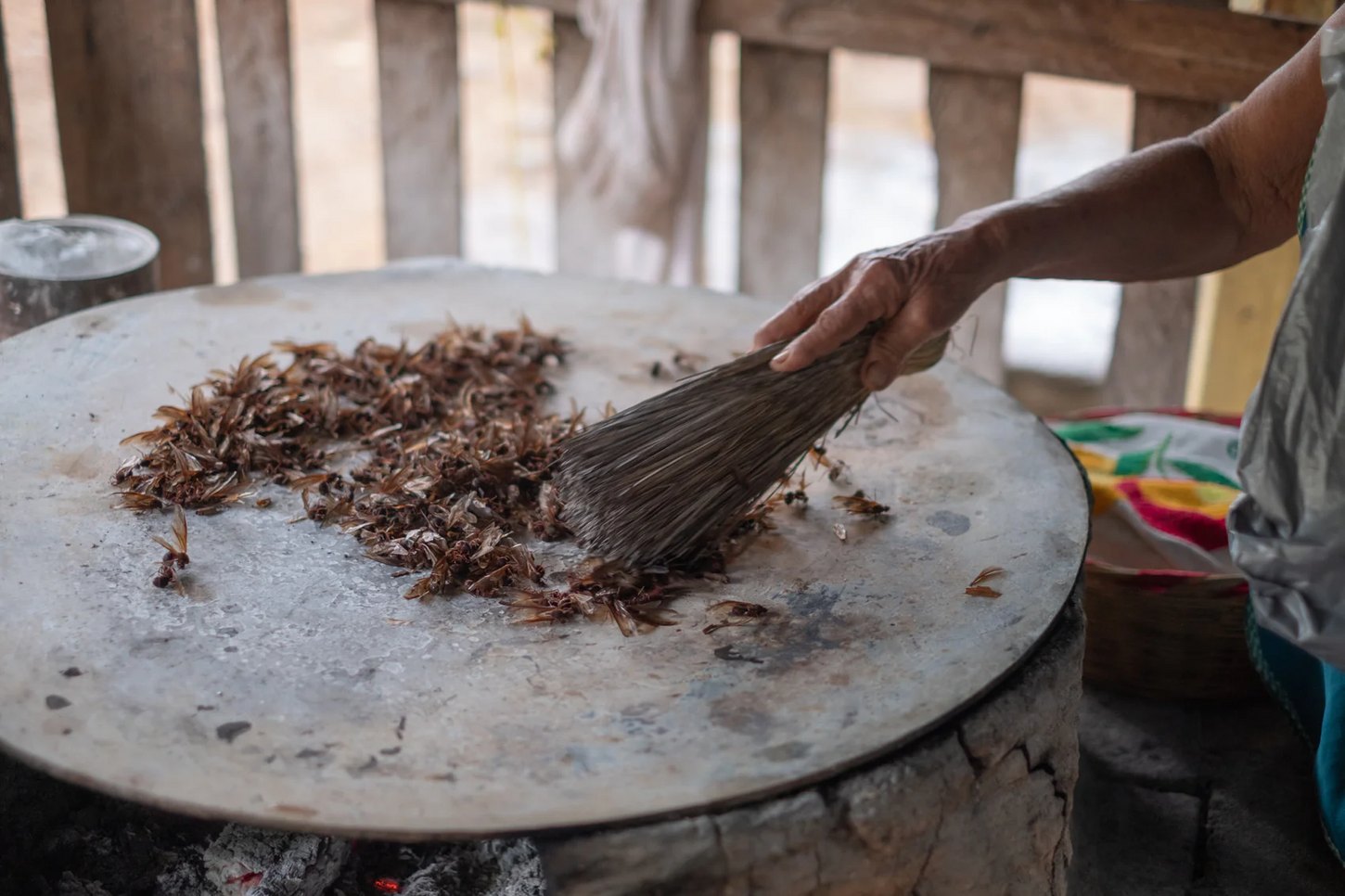 The Quest for Chicatanas – Masienda
