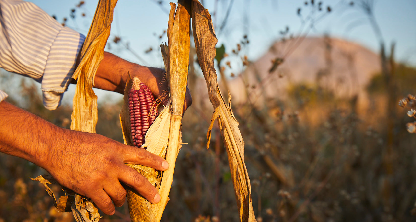 A Comprehensive Guide to Heirloom Corn – Masienda