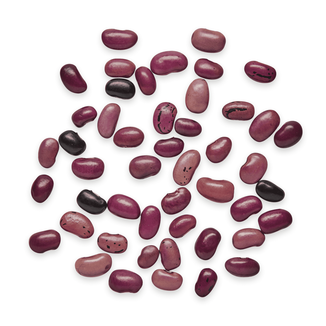 Heirloom Beans | Masienda Purple Ayocote Morado from Mexico