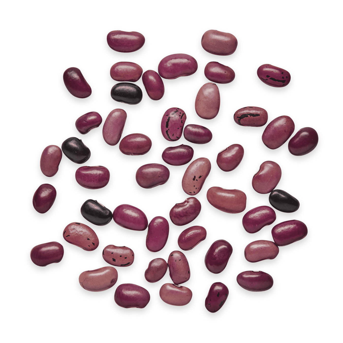 Heirloom Beans | Masienda Purple Ayocote Morado from Mexico