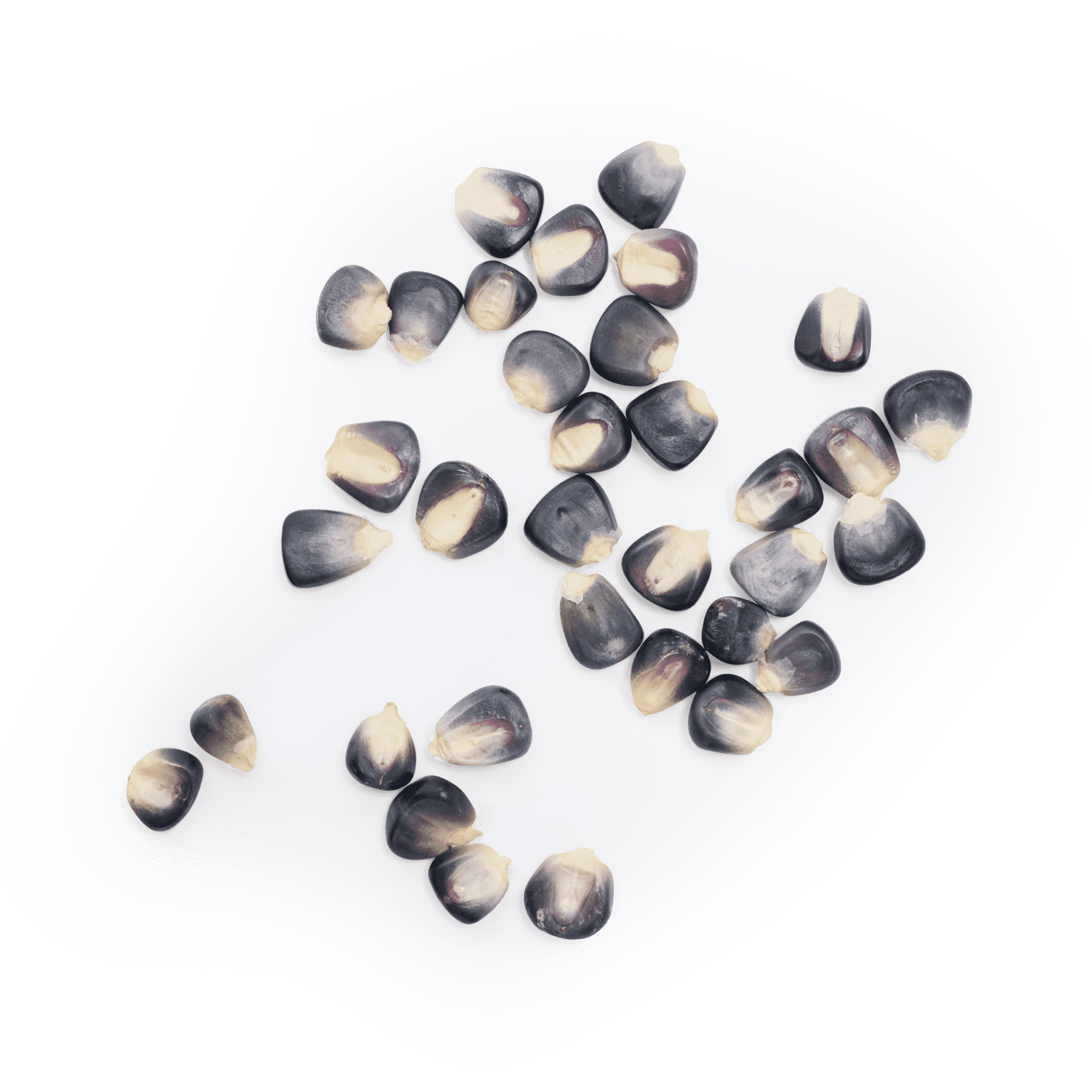 Heirloom Corn | Masienda Elotes Occidentales from Mexico