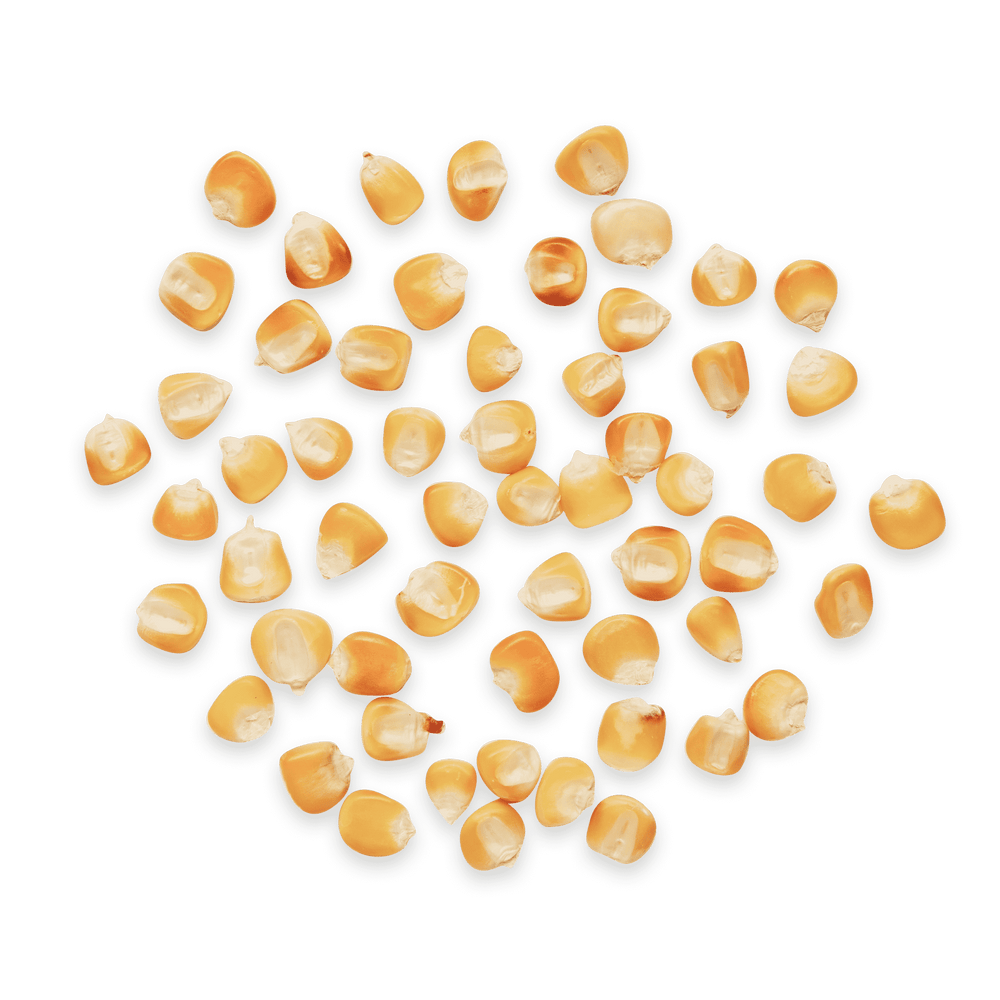 Heirloom Corn | Masienda Yellow Jala Amarillo from Mexico