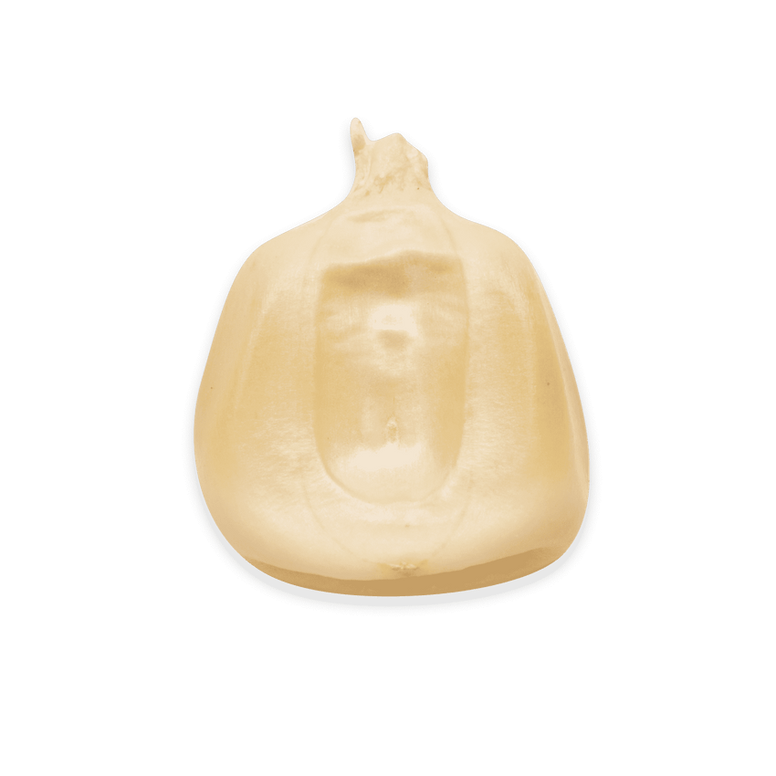 Heirloom Corn | Masienda White Jala Blanco from Mexico