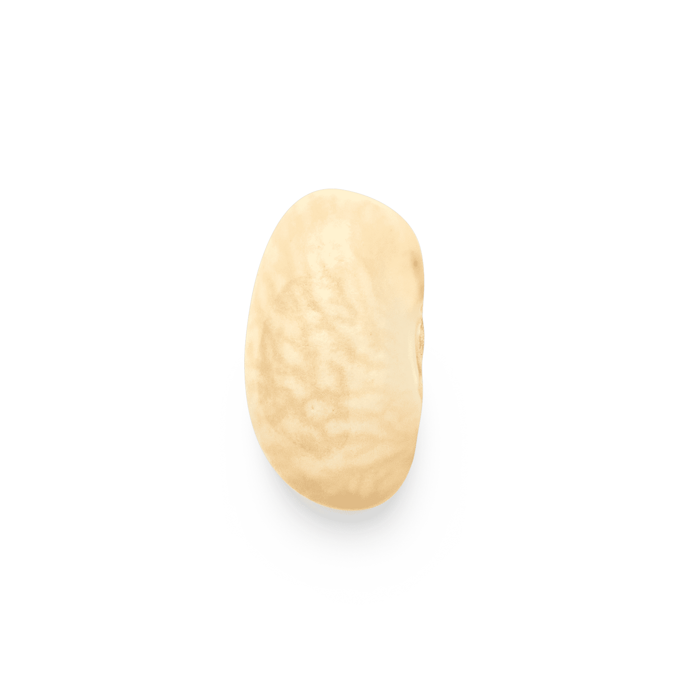 Heirloom Chivo Blanco | Masienda White Beans from Mexico