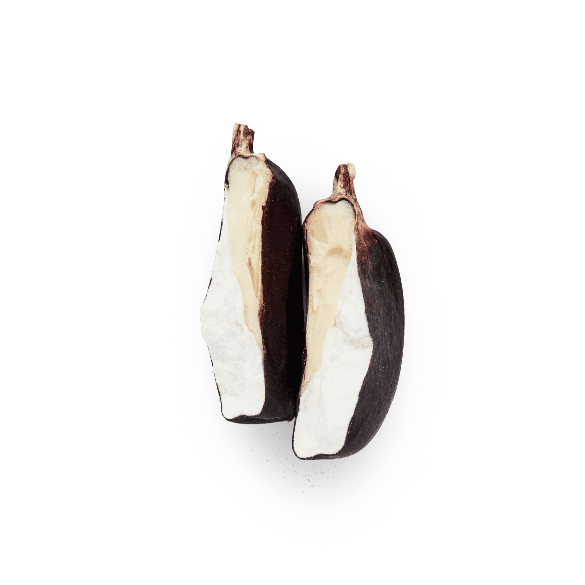 Heirloom Corn | Masienda Purple Cónico Corn from Mexico