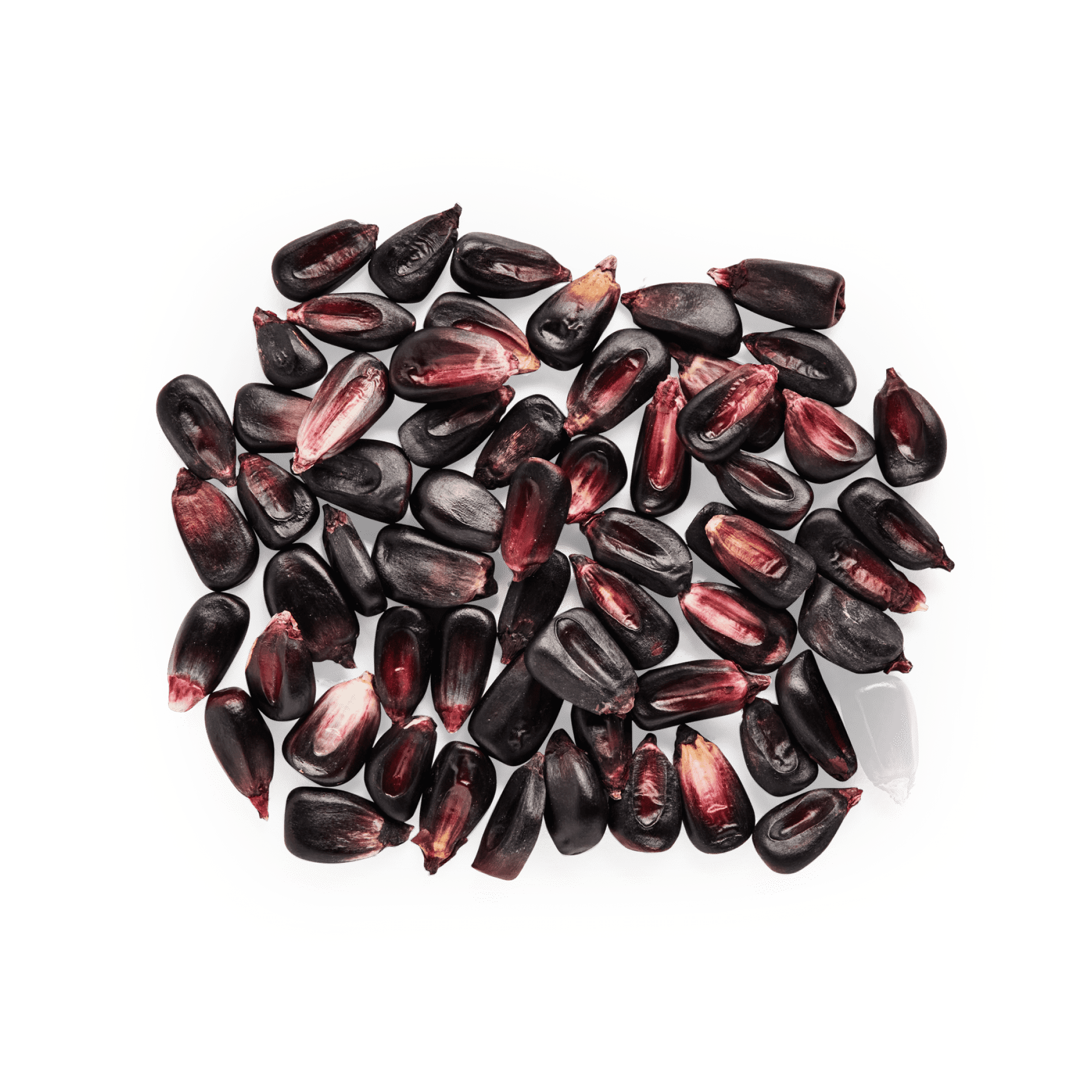 Heirloom Corn | Masienda Purple Cónico Corn from Mexico