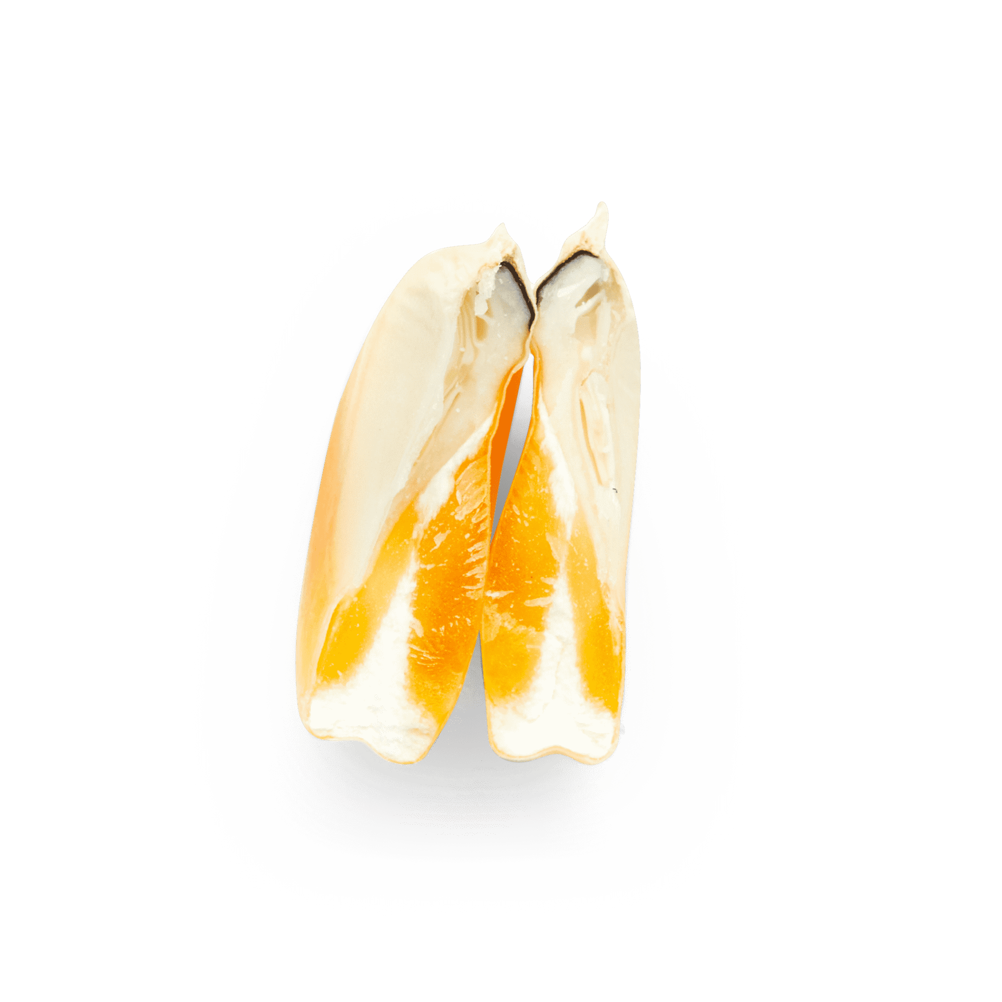 Heirloom Corn | Masienda Wholesale Yellow Olotillo | 55 lb