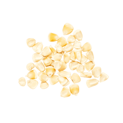 Heirloom Corn | Masienda White Olotillo Blanco | 55 lb